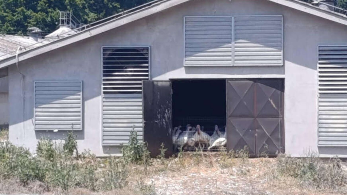 Zagađenje iz farme ćurki ugrožava zdravlje stanovnika prnjavorskog ...