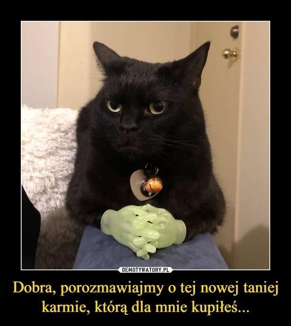 Zobacz najlepsze memy o kotach. Samo życie - Kobieta