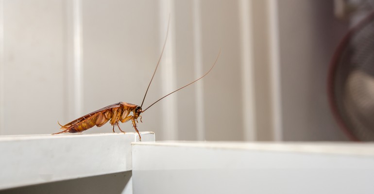 Karaluchy - charakterystyka, przenoszone choroby, zapobieganie. Jak się ...