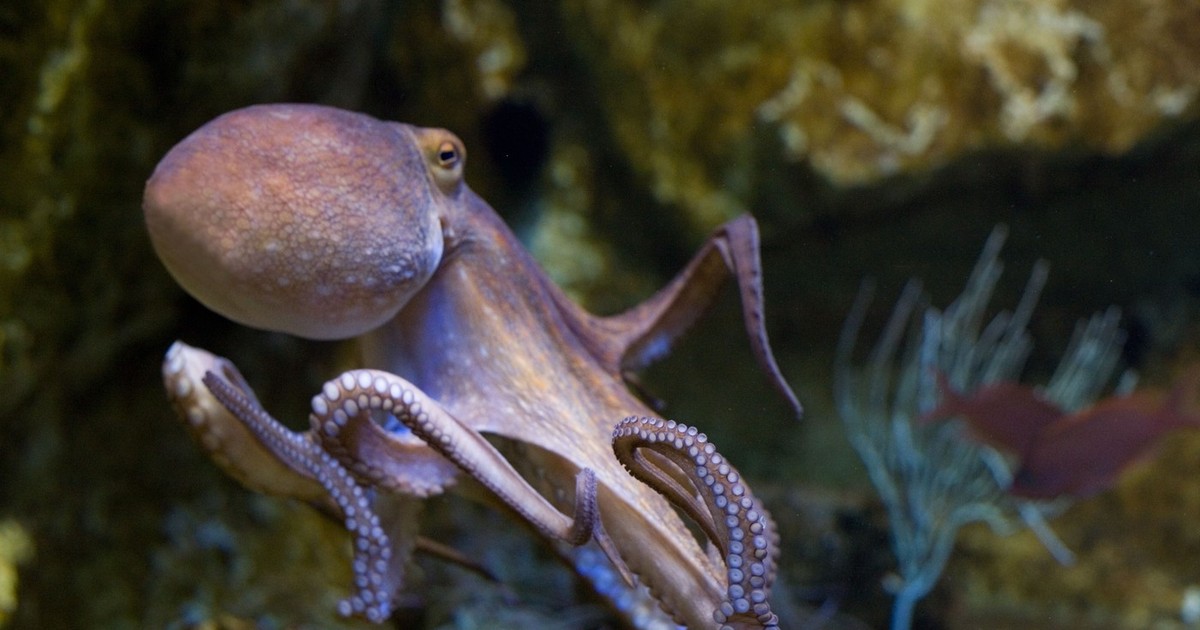 Kako hobotnice i ribe zajedno love: fascinantna strategija prirode ...