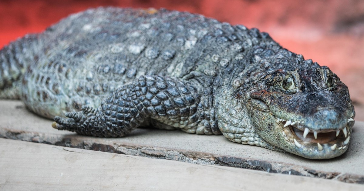Kajmany z poznańskiego zoo od 50 lat starają się o dziecko