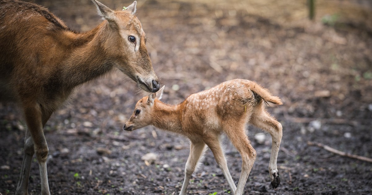Milusińskie milu chińskie. W zoo urodziły się młode zwierzaki | Strefa ...