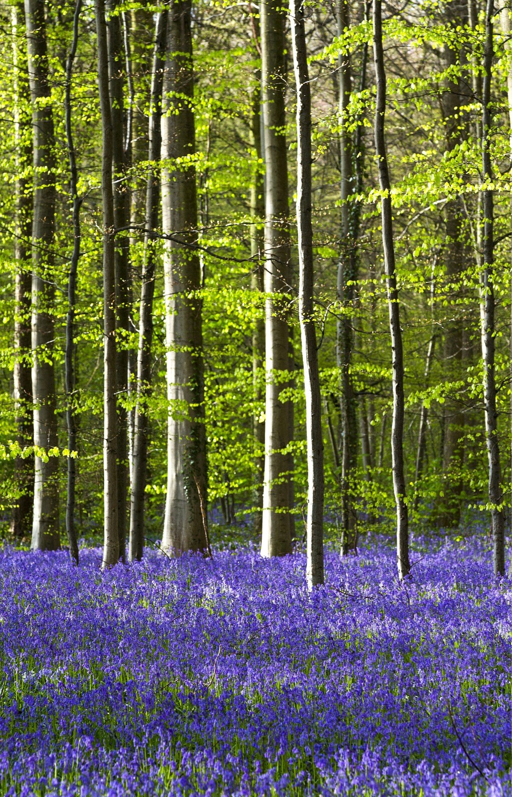 Divlji zumbuli boje šumu plavom bojom