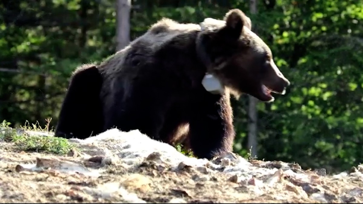 MEDVED NAPAO LOVCA U Sloveniji muškarac zadobio prelom ruke, povredu ...