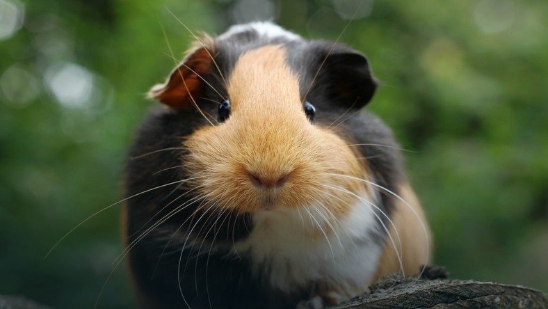 Kawia domowa – taką nazwę będzie nosić od dzisiaj świnka morska - Kobieta