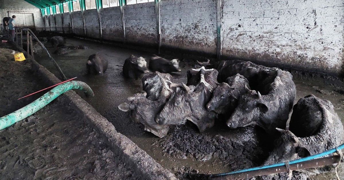 Kwik k. Pisza: krowy tonęły we własnych odchodach. Właścicielka zatrzymana