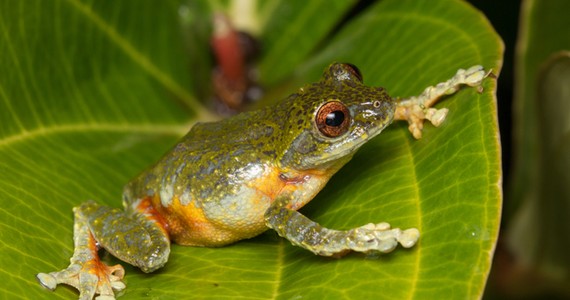 Wielka Brytania: egzotyczna żaba znaleziona w bananach w Lidlu - Wiadomości