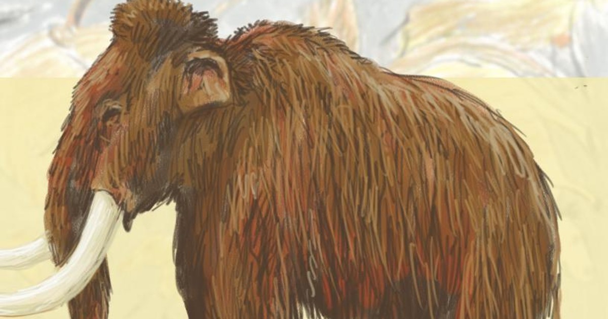 Szczątki mamuta na wystawie w Zakopanem - Podróże