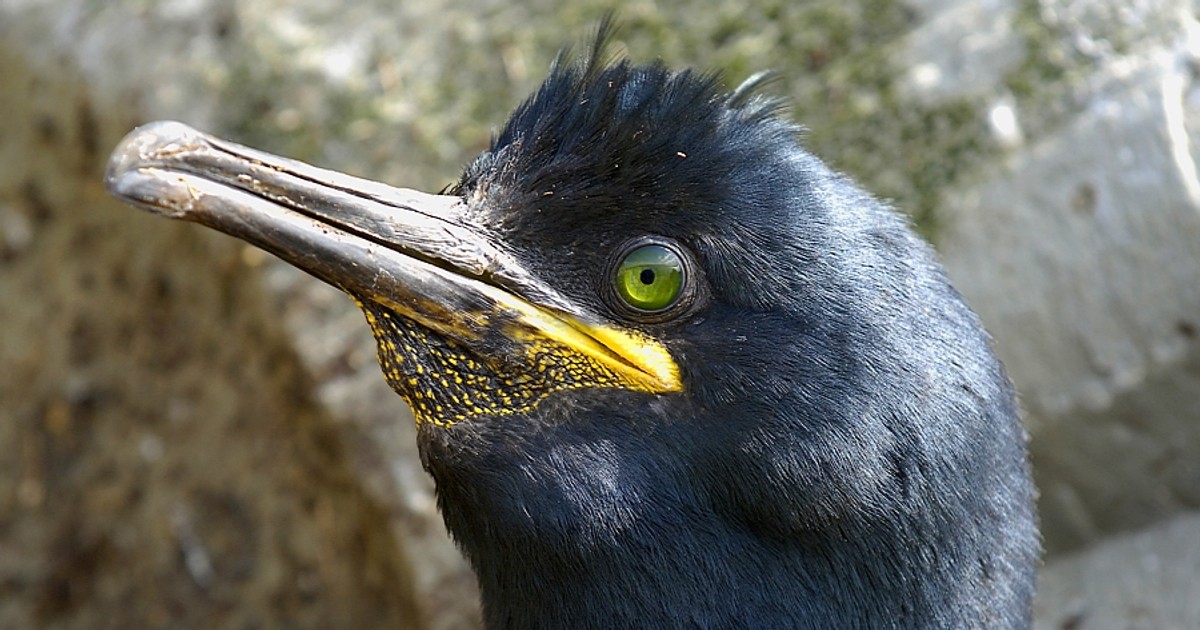 Kormorany groźne dla przyrody - Podróże