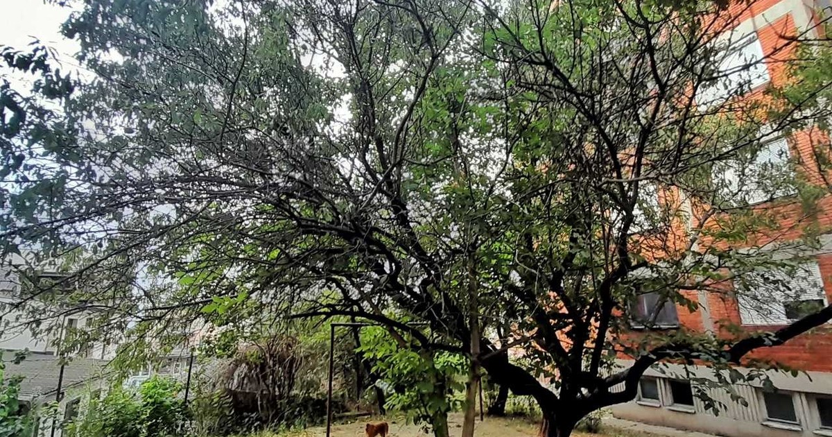 Čudo u Topoli! Drvo badema rodilo prvi put posle 20 godina, stanari ...