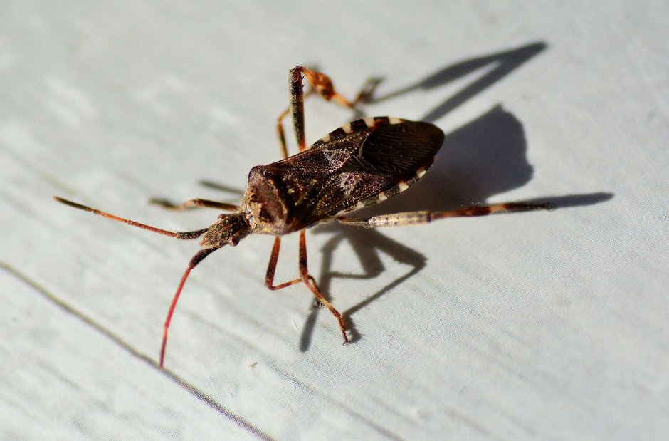 Ten owad przywędrował do Europy pod koniec poprzedniego stulecia, a w ...