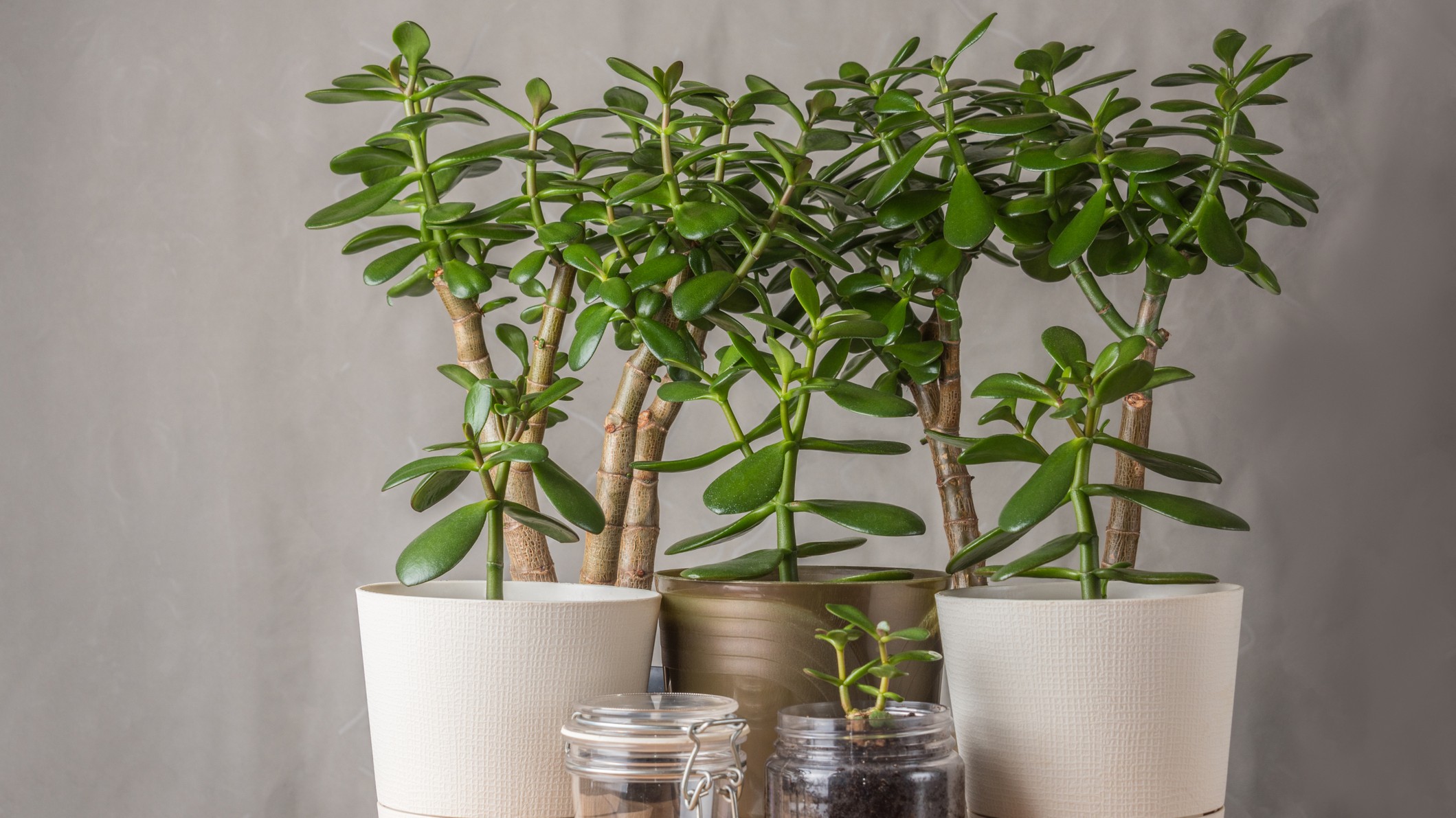 Szomszédasszonyom ezt öntötte a pozsgafa földjére, azonnal vad ...