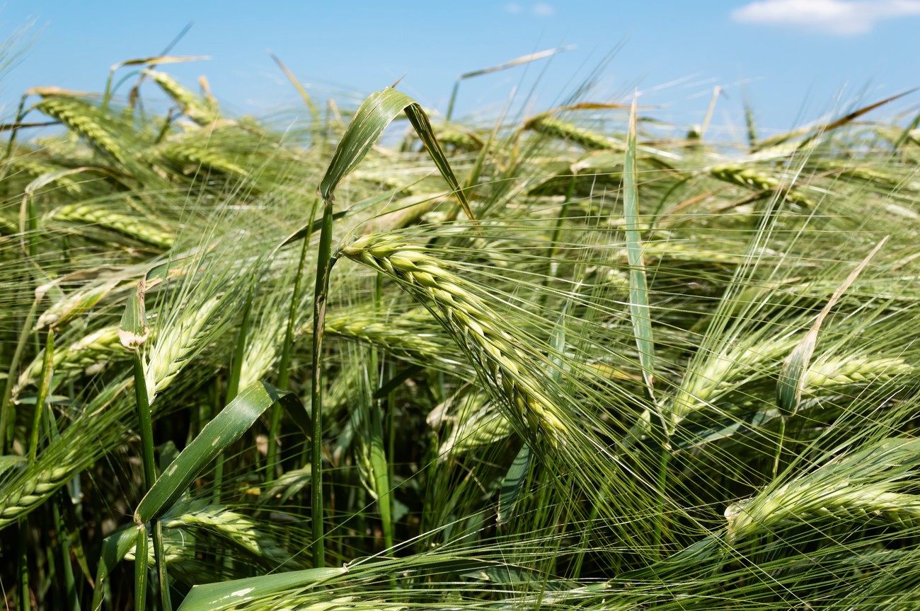 Rekordni prinosi ječma u Srbiji, ali cena brine ratare