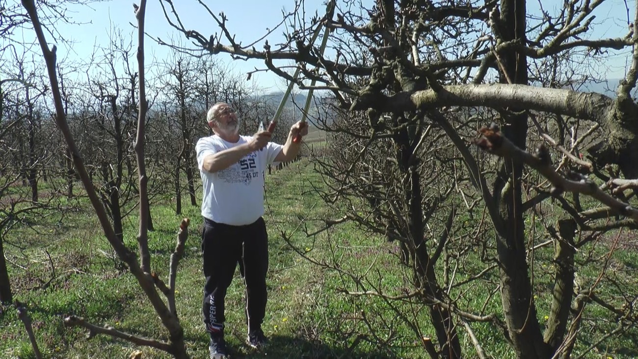 Borko iz sela Goračići na preko šest hektara uzgaja poznate viljamovke