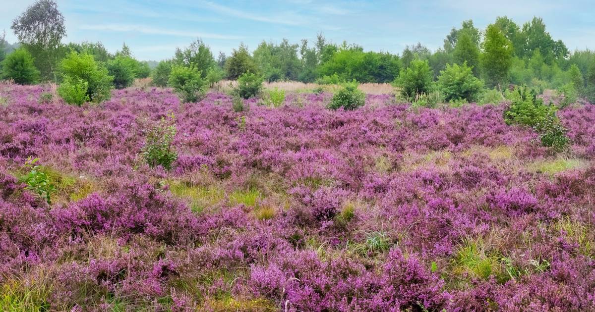 Wrzosowisko w Polsce przyciąga wzrok. Wygląda jak z "Wichrowych wzgórz ...