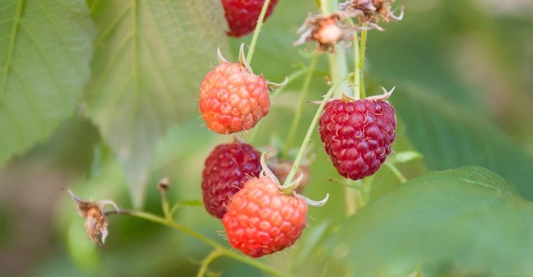 Maliny - wartości odżywcze, właściwości zdrowotne, kaloryczność, przepisy