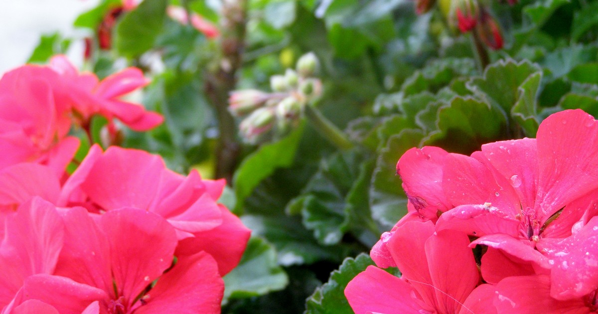 Pelargonie będą kwitnąć jak szalone. Pomoże patent z ziemniakiem