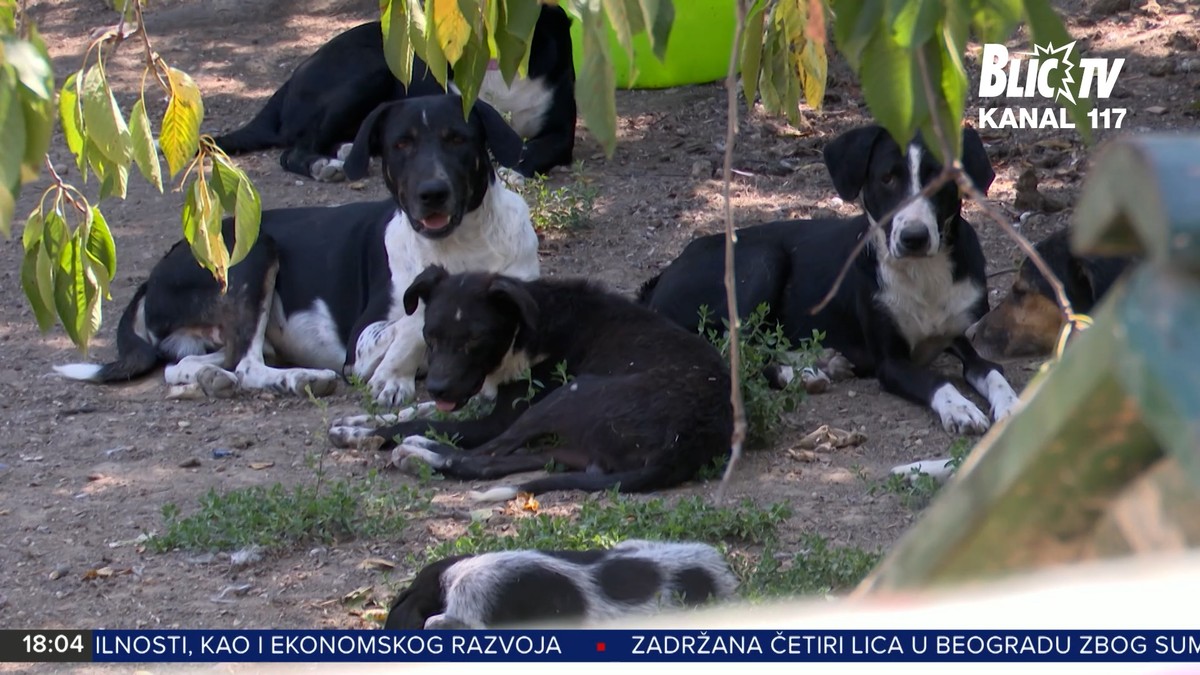 Blic TV u divljem azilu za pse u Grockoj - Blic