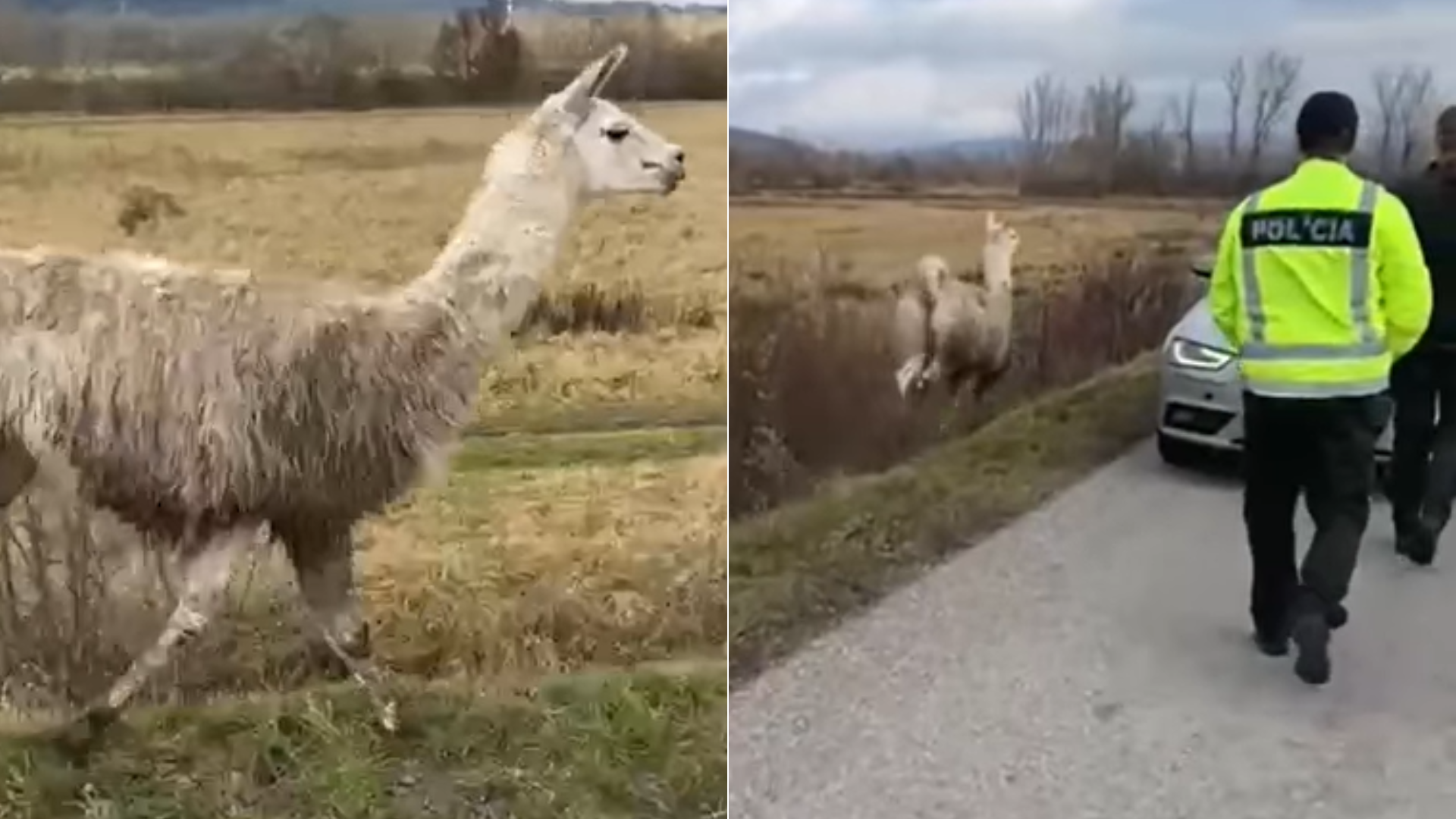 Po diaľnici D1 utekala zatúlaná lama. Policajti oznámenie vodičov ...