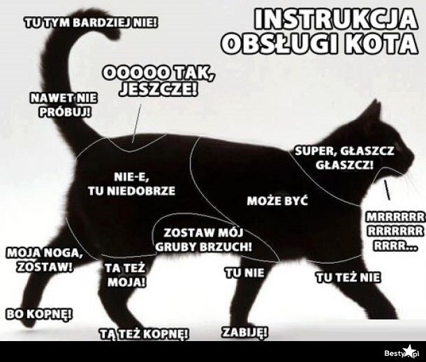 Zobacz najlepsze memy o kotach. Samo życie - Kobieta