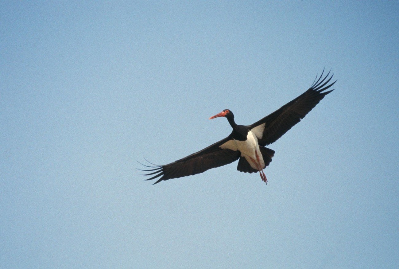 Crna roda kod Ulcinja nakon 15 godina - Blic