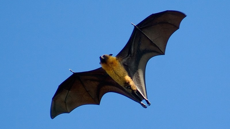 Warmińsko-Mazurskie: zimowiska dla nietoperzy - Podróże