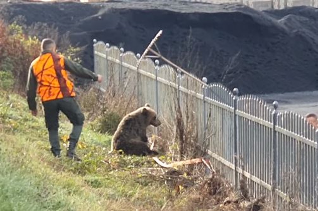 Medvjed bez noge nakon što ga je udario automobil - Blic