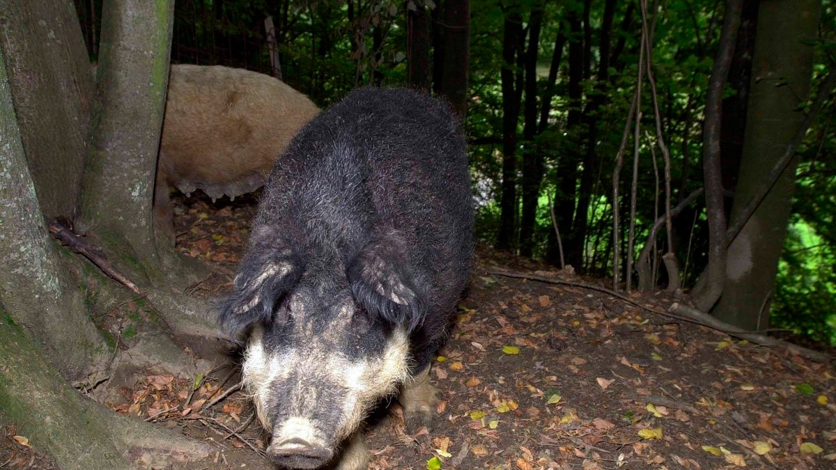 Vepar iz Kraljeva stradao zbog ljubavi - domaća krmača ga zaludela pa ...