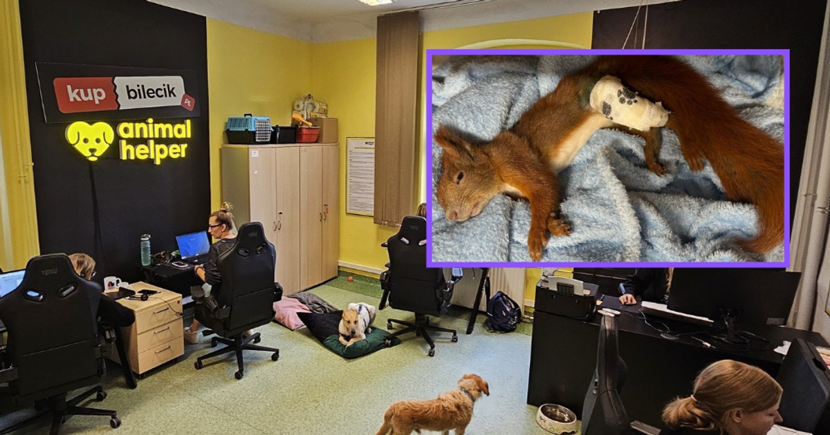 Animal Helper. Jak działa 112 dla zwierząt? Jak dokonać zgłoszenia ...