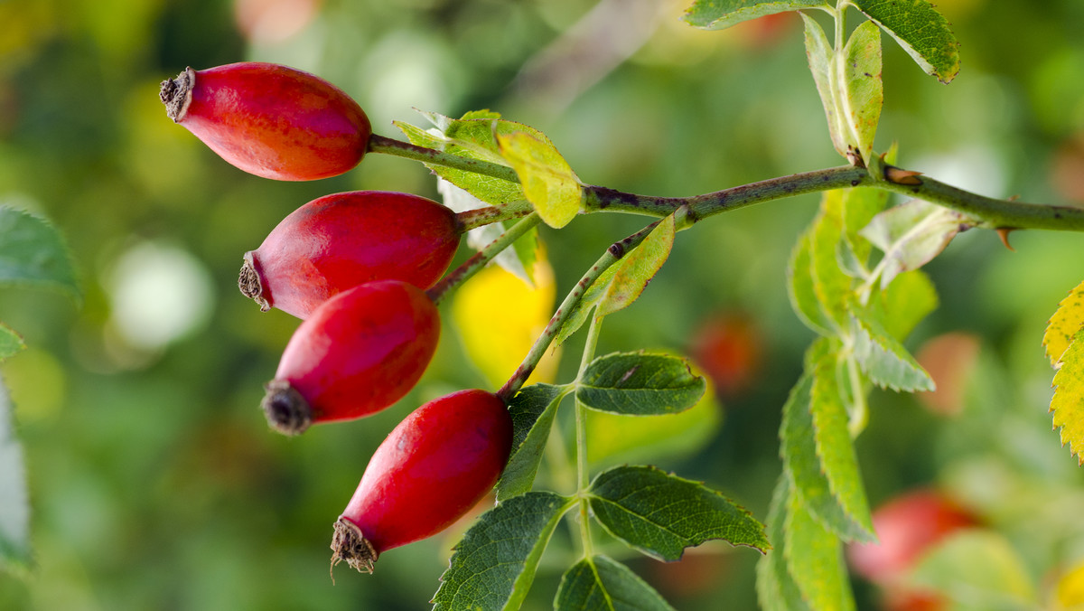Uprawa dzikiej róży. Kiedy zbierać i jak suszyć jej owoce? - Dom