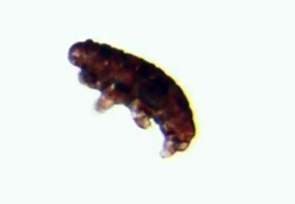 "Vodeni medved" - jedino biće koje može da opstane u otvorenom svemiru