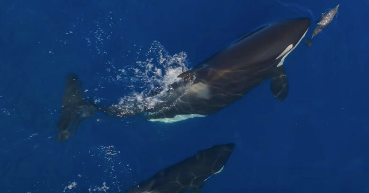 Graphic video shows orcas hunting and eating dolphins near San Diego ...
