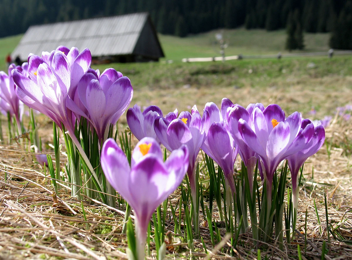 Wiosna tuż tuż! W weekend nawet 15 stopni - Dziennik.pl