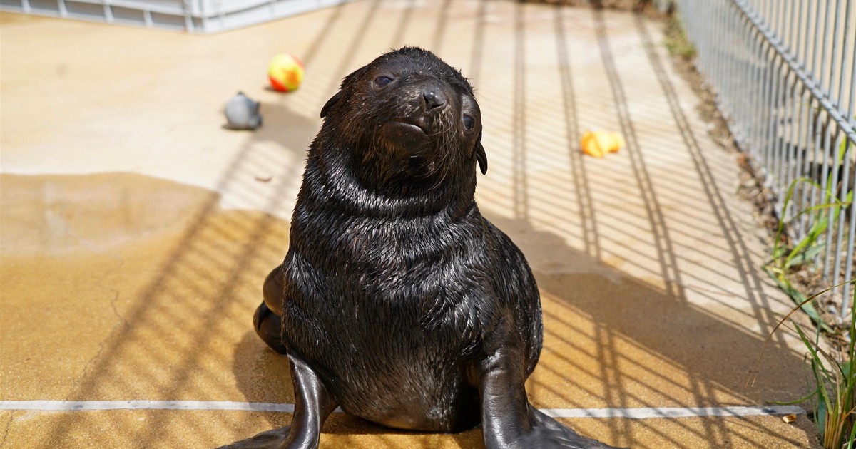 Ale on cudny! Kolejny kotik urodził się w zoo!
