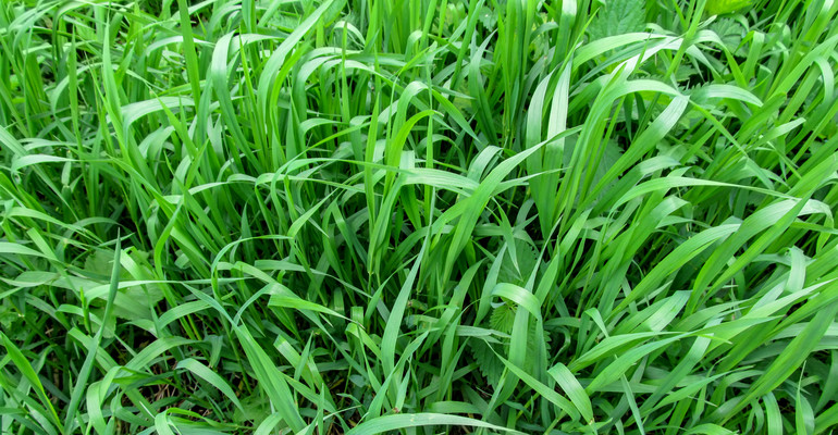 Perz właściwy - uprawa, właściwości