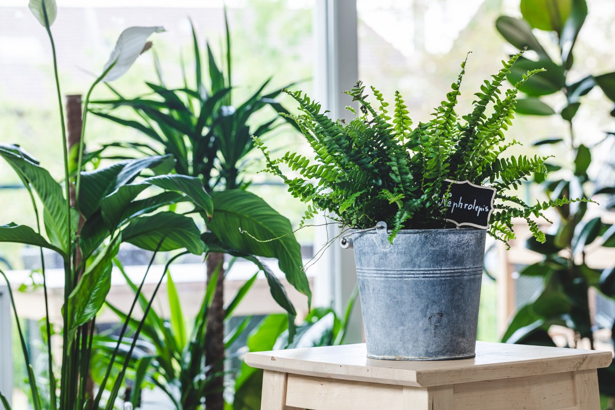 Bostonska paprat je najbolji prečišćavač vazduha u domu, a laka je za ...