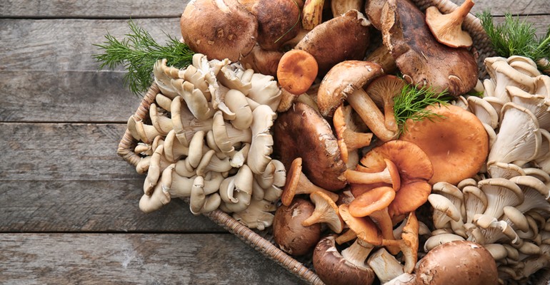 Opieńki - wygląd i występowanie. Czy opieńki są jadalne?