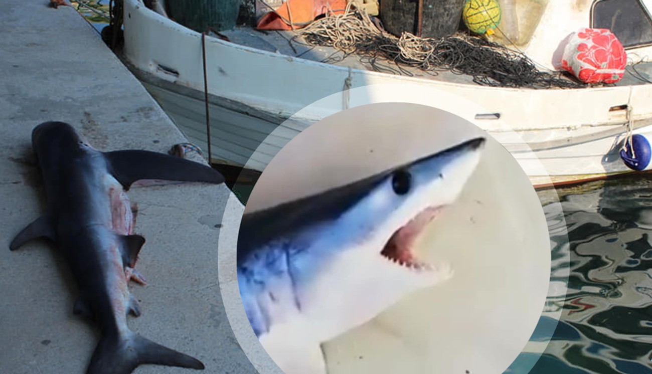 Rajko Bojanović upecao u Jadranskom moru kod Budve ajkulu modrulj od 200 kilograma - Blic