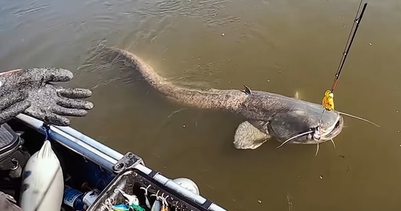 Sum olbrzym wyłowiony w Krakowie. Mamy nagranie - Sport