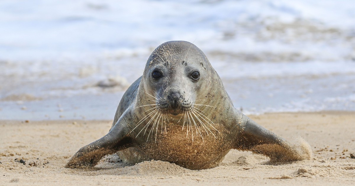 Nad brzegiem Bałtyku znaleziono młode foki. Były wychudzone i ...