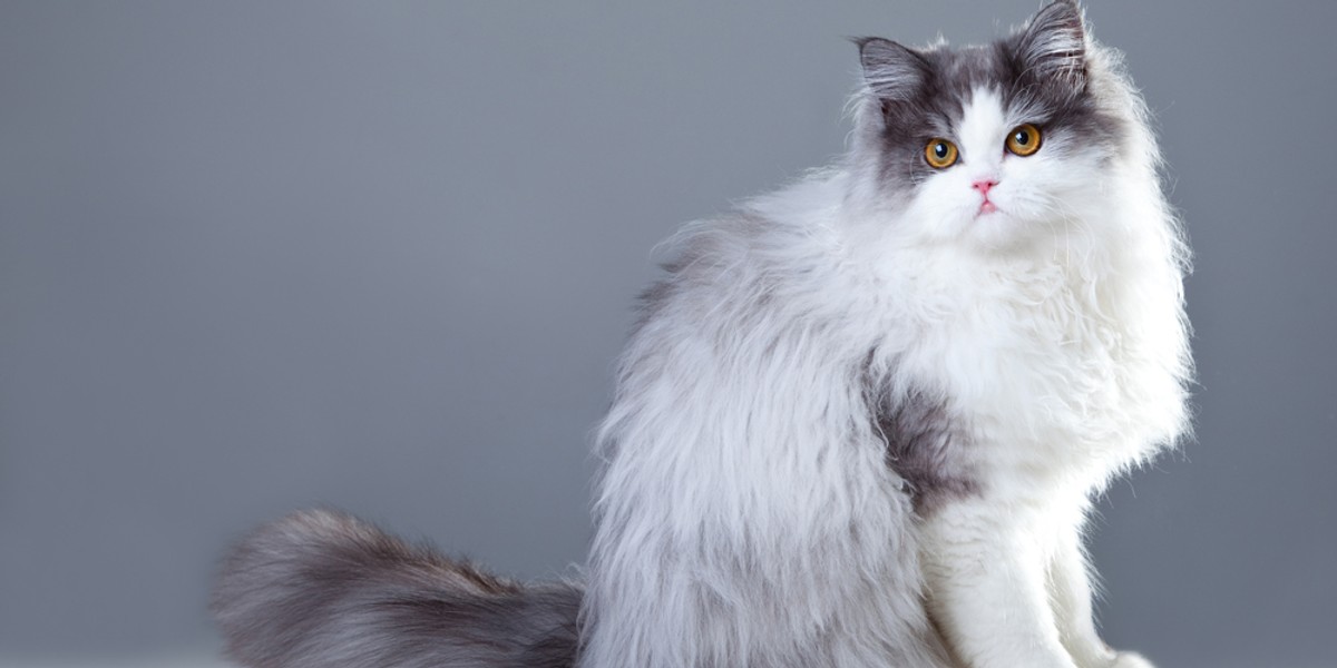 Kot perski – wygląd, charakter, rodzaje - Kobieta