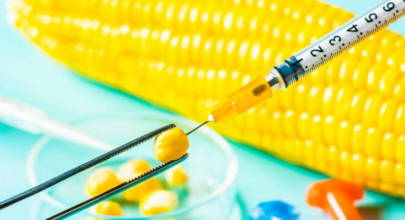 Découverte : qu'est-ce qu'un OGM ? | Pulse Senegal