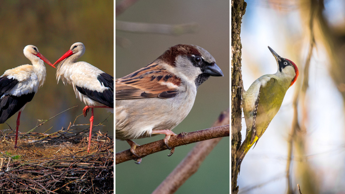 Jak dobrze znasz polskie ptaki? Mało kto rozpozna co najmniej 11/15 ...