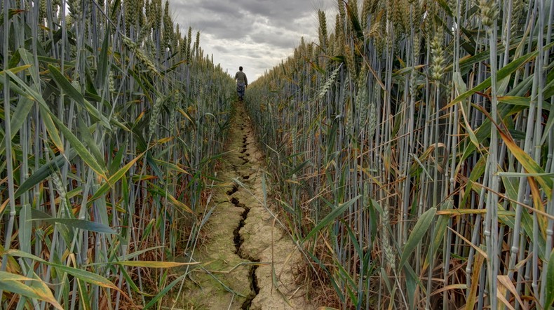 Susza w Polsce. Problemy w całym kraju
