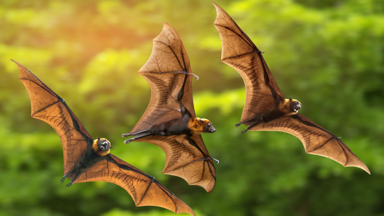Nietoperze są rezerwuarem wielu groźnych wirusów, także koronawirusa ...
