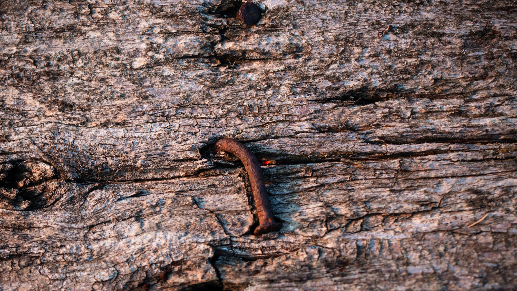 Ezért verj rozsdás szögeket a gyümölcsösöd fáiba. A nagyapám már nagyon ...