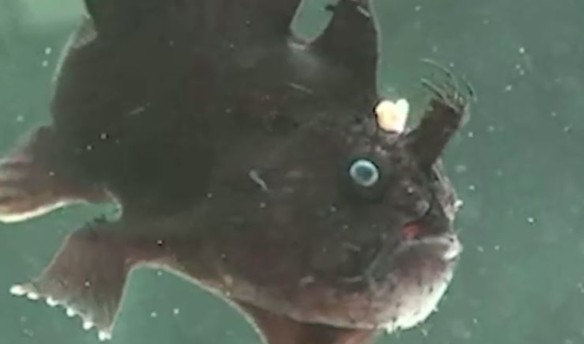 ZVERI IZ DUBINA Deset zastrašujućih stvorenja iz NAJMRAČNIJIH delova okeana