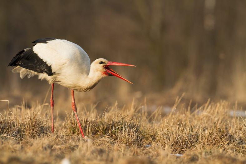 Bociany coraz częściej nie odlatują do ciepłych krajów. Dlaczego ...