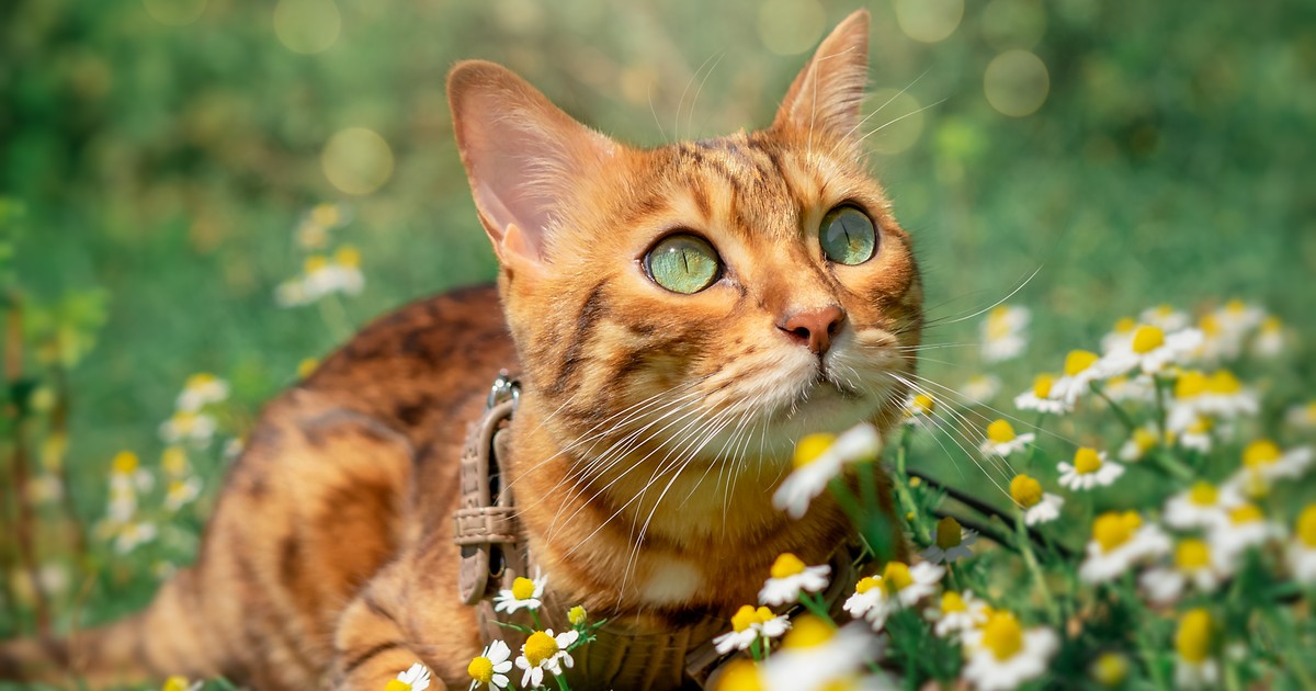 Operacja "Cat Drop". Dlaczego 30 kotów wylądowało na egzotycznej wyspie ...