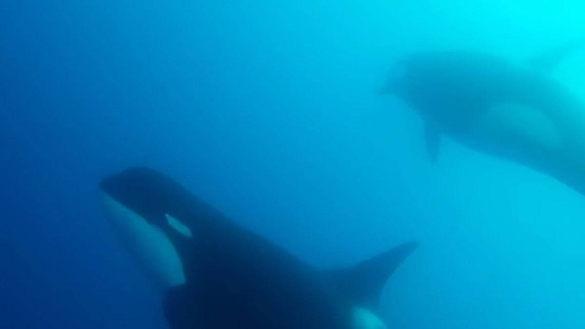 (Video) Šok snimak obračuna morskih zveri: Turisti u neverici gledali kako kit ubica napada ...